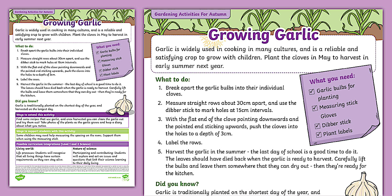 Growing Garlic Guide (professor feito) - Twinkl