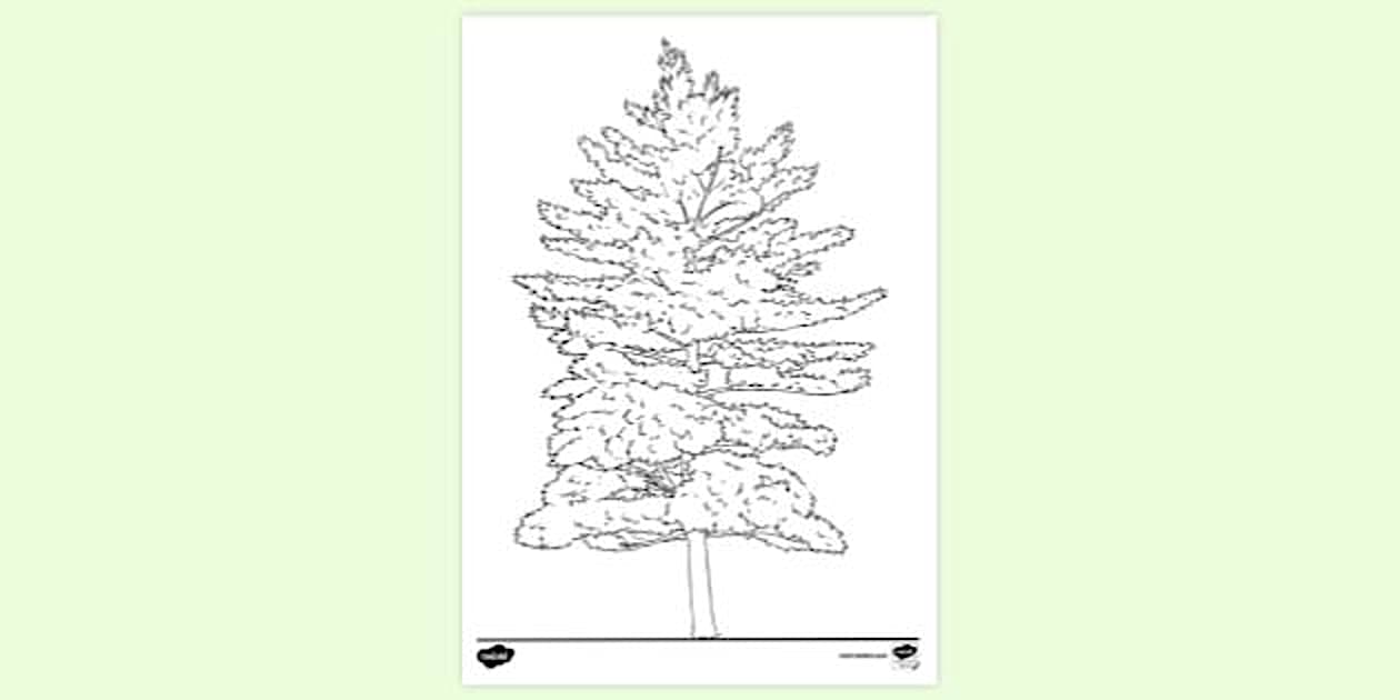 White Pine Tree Colouring Page - Primary Resource - Twinkl