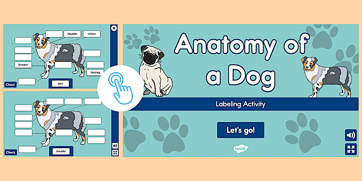 Anatomy of a Dog Interactive Labeling Worksheet - Twinkl