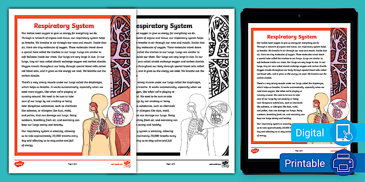 Seventh Grade Respiratory System Reading Comprehension