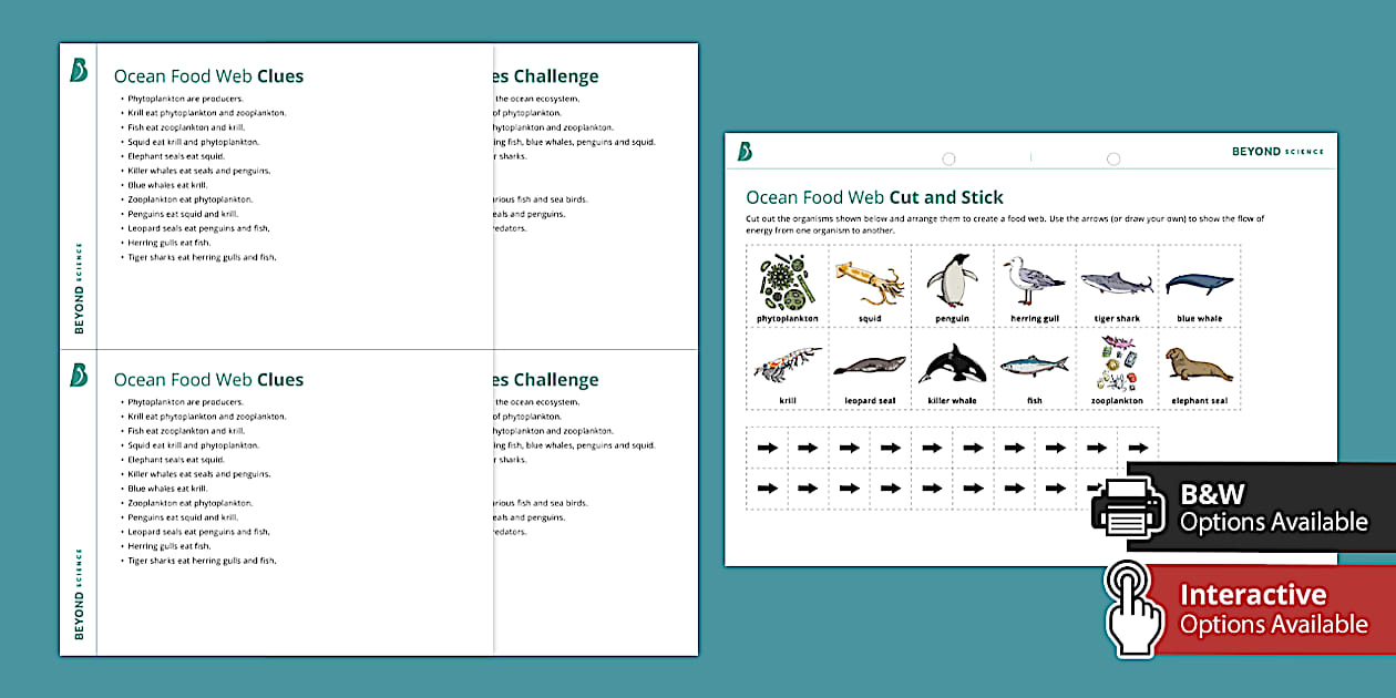 An Ocean Food Web Worksheet | Primary Resource | Twinkl