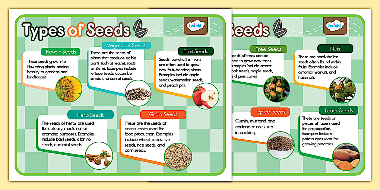 Types of Seeds Posters for K-2nd Grade - Twinkl