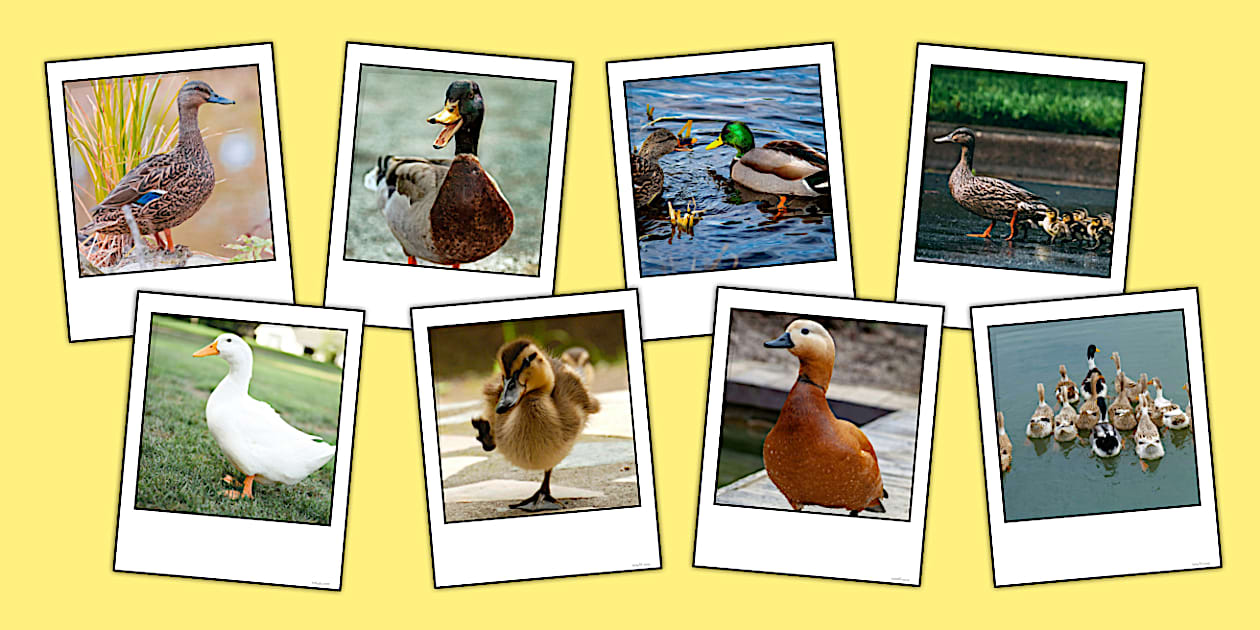 Duck Instant Photo Style Display Images (Teacher-Made)