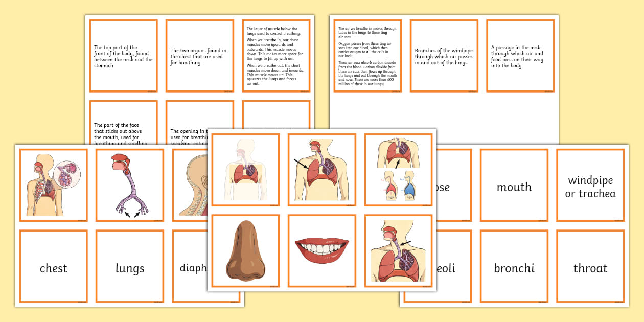 Respiratory System Matching Cards (teacher made) - Twinkl