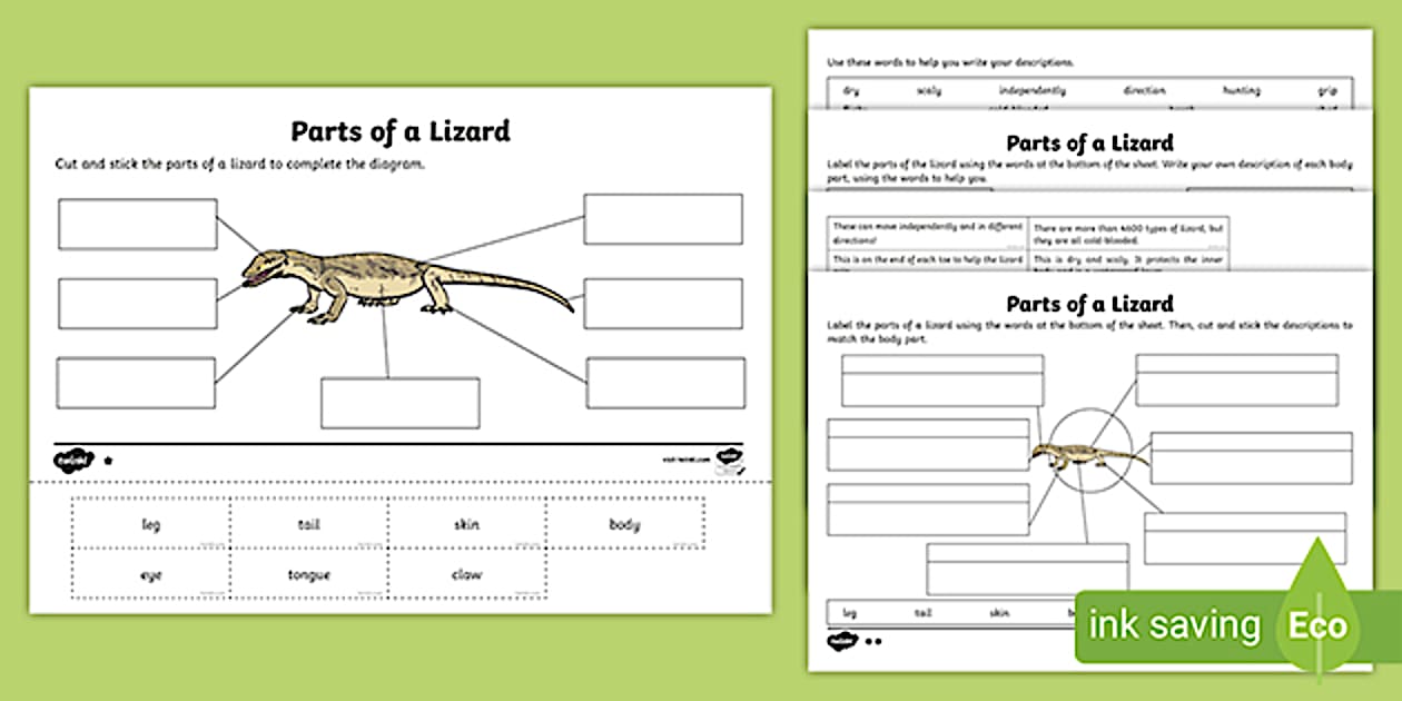 Parts of a Lizard Differentiated Worksheets (teacher made)