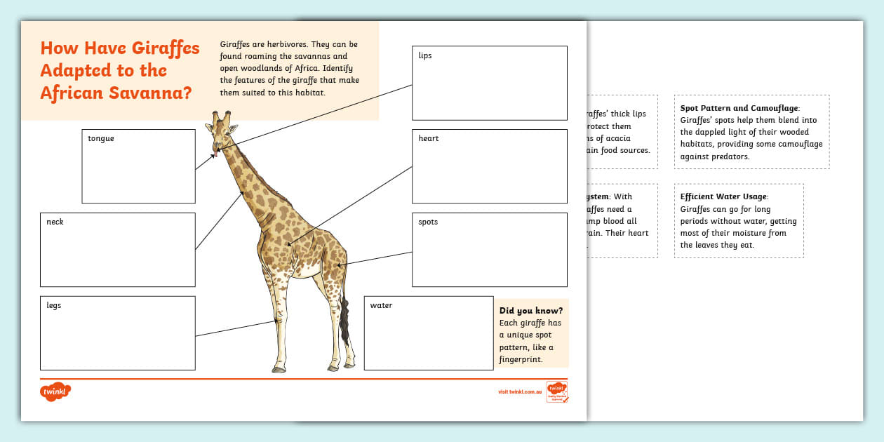 Giraffe Diagram - Giraffes in the African Savanna | Twinkl