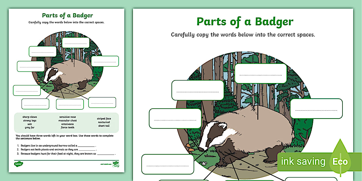 Badger Features Labelling Activity,badger (teacher made)