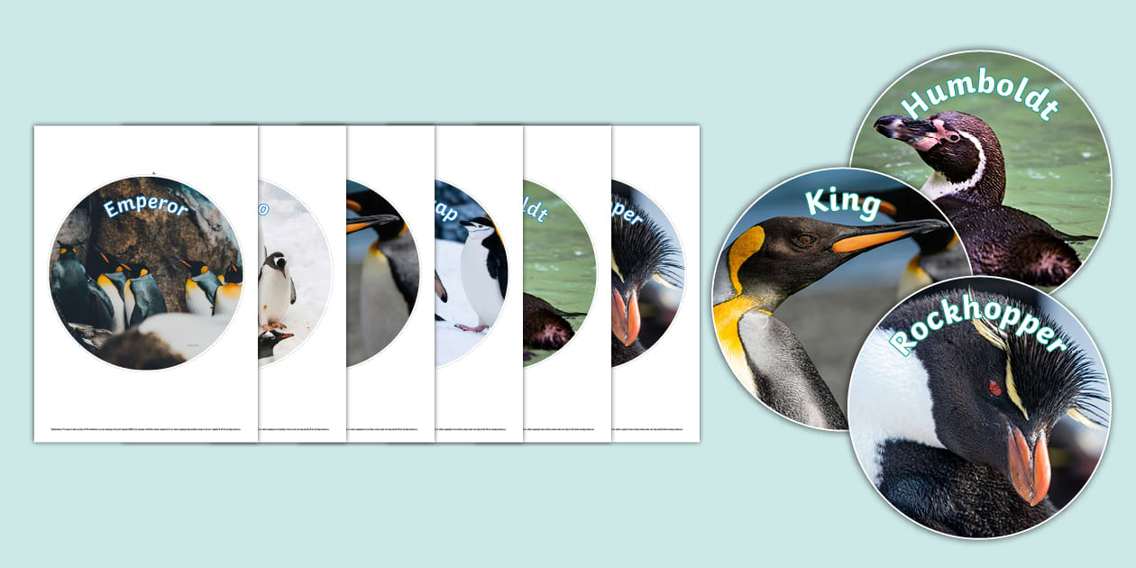 Types of Penguin Circle Display Photo Cut-Outs - Twinkl