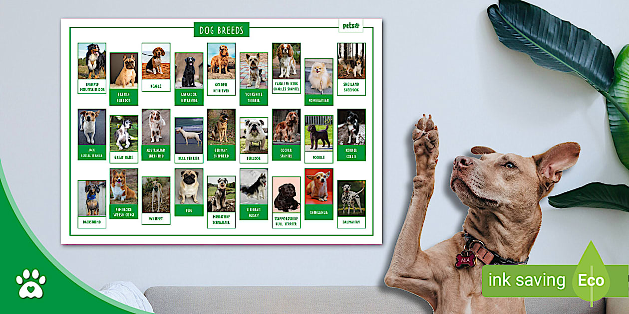 Dog Breeds - Display Poster - Dogs - Dog Poster - Pets