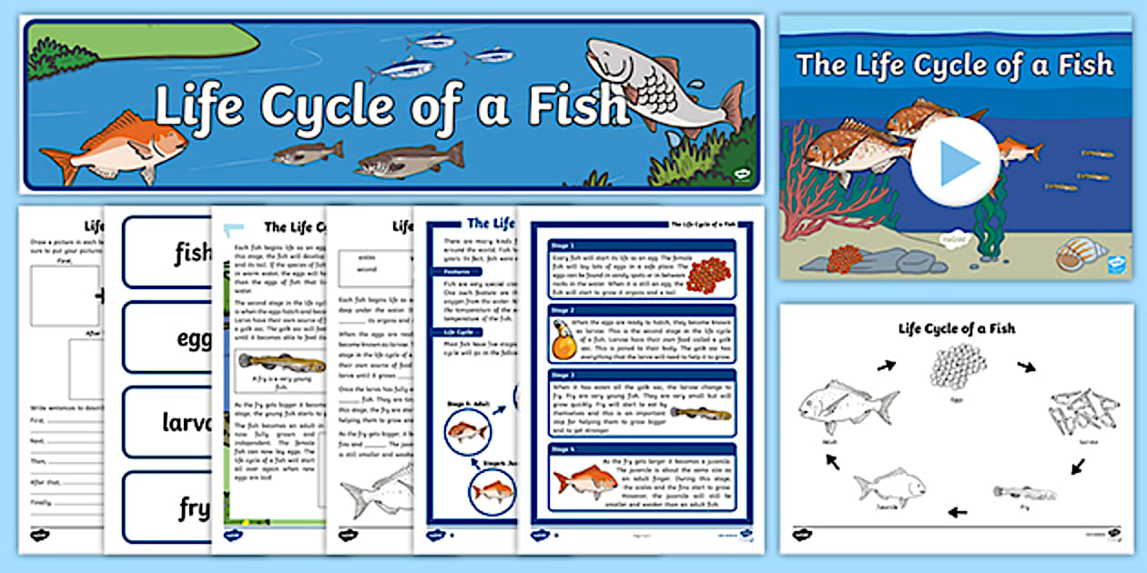 Life Cycle of a Fish Unit Pack (teacher made) - Twinkl