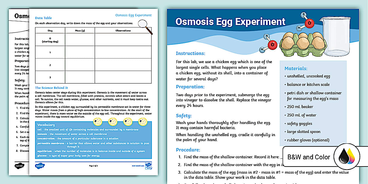 Osmosis Egg Experiment | Sixth Grade Science Lesson | Twinkl