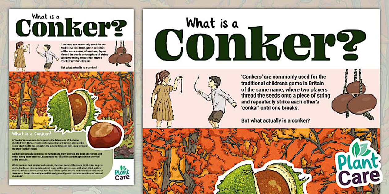 What is a Conker? Autumn Plantcare (teacher made) - Twinkl