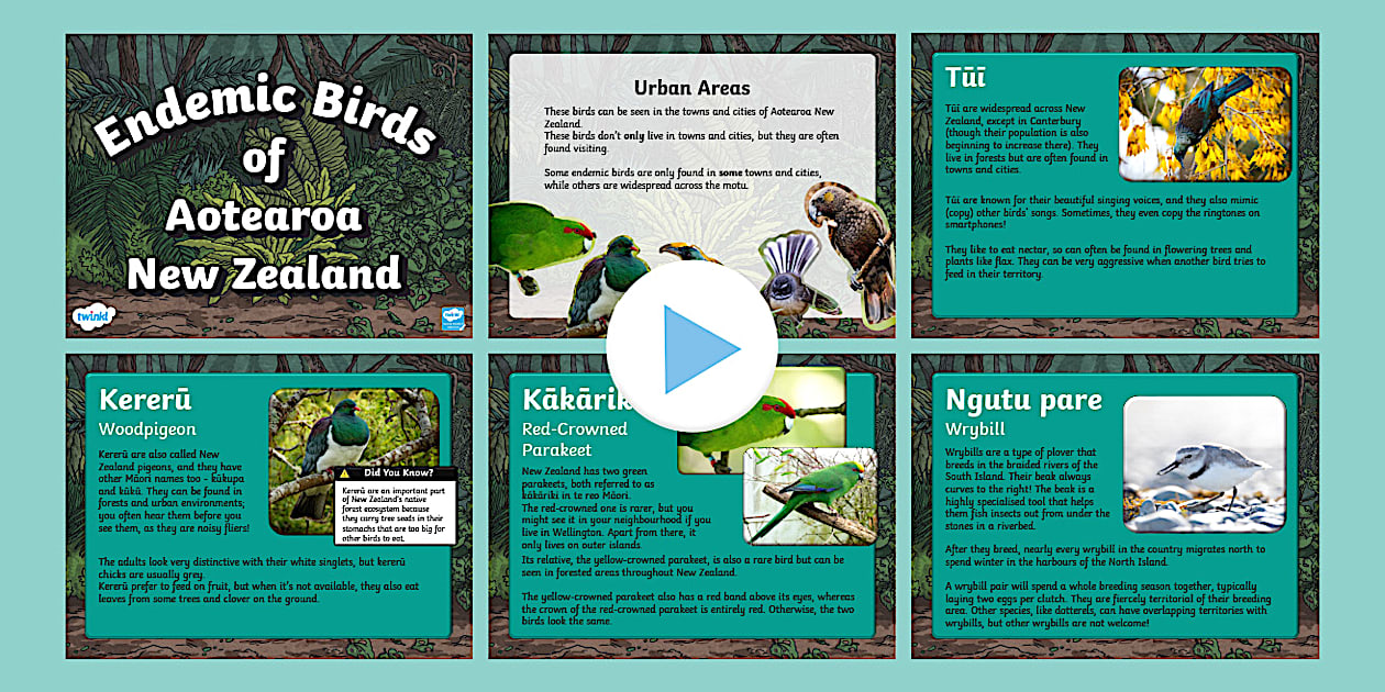 New Zealand Endemic Bird Slideshow (Teacher-Made) - Twinkl