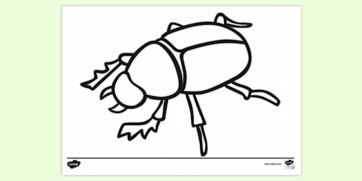 Beetle Colouring Sheet | Colouring Sheets | Twinkl - Twinkl