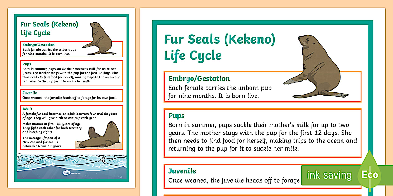 NZ Fur Seal / Kekeno Life Cycle Display Poster - Twinkl