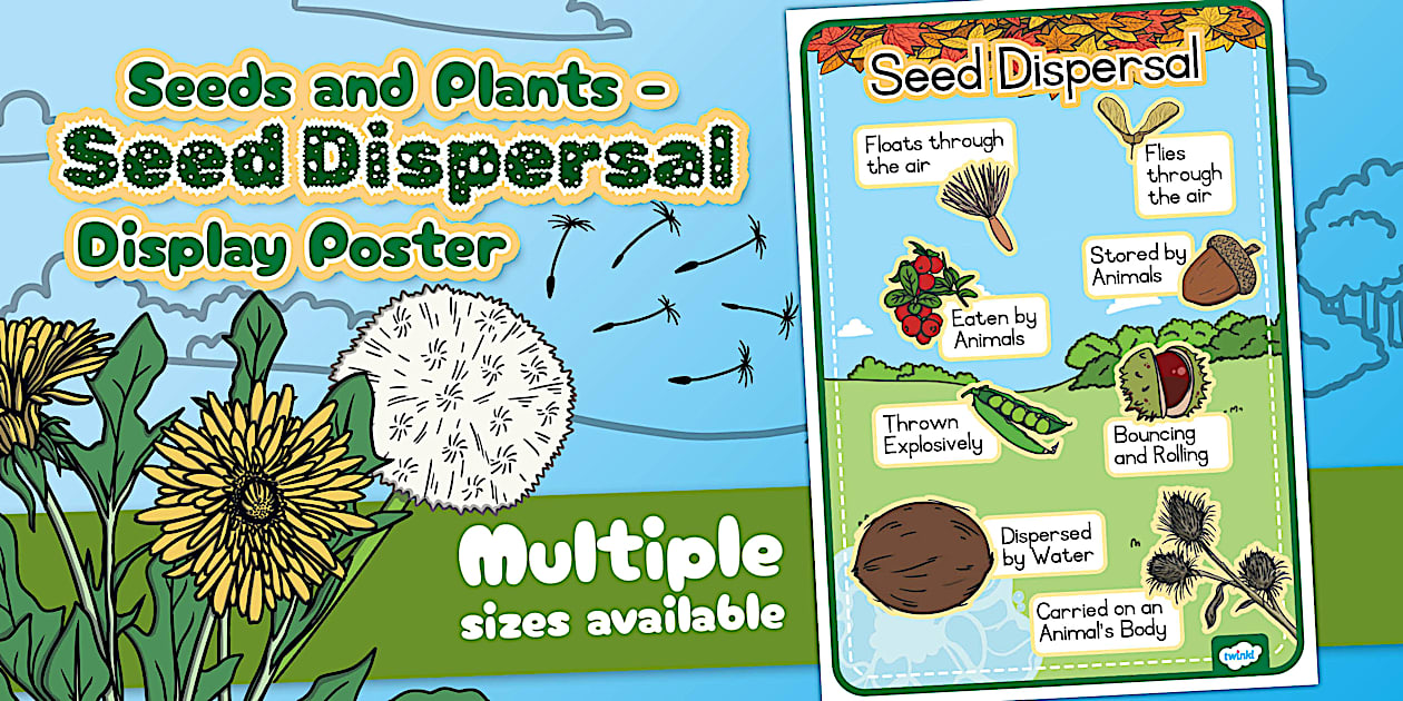Grade 1 Life Skills - Poster: Seed Dispersal (CAPS Aligned)