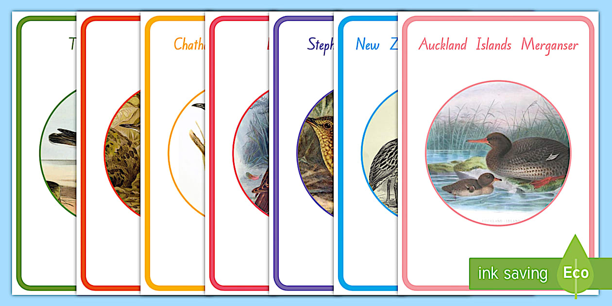 New Zealand Extinct Birds Display Posters (teacher made)