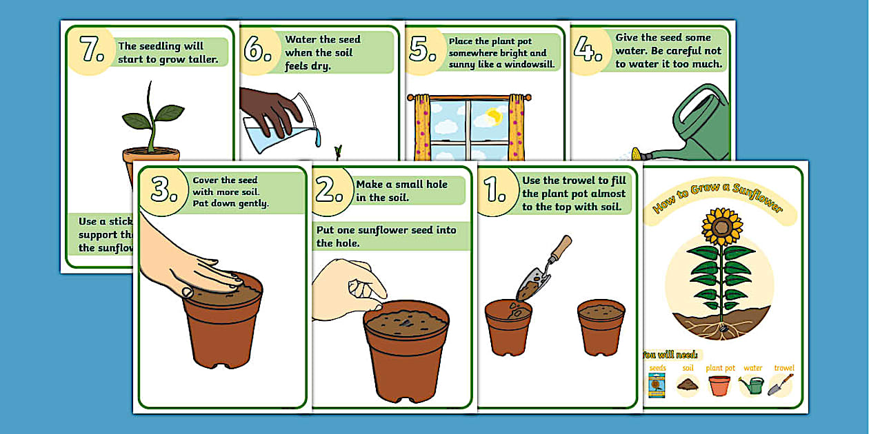 How to Grow a Sunflower Display Posters (teacher made)
