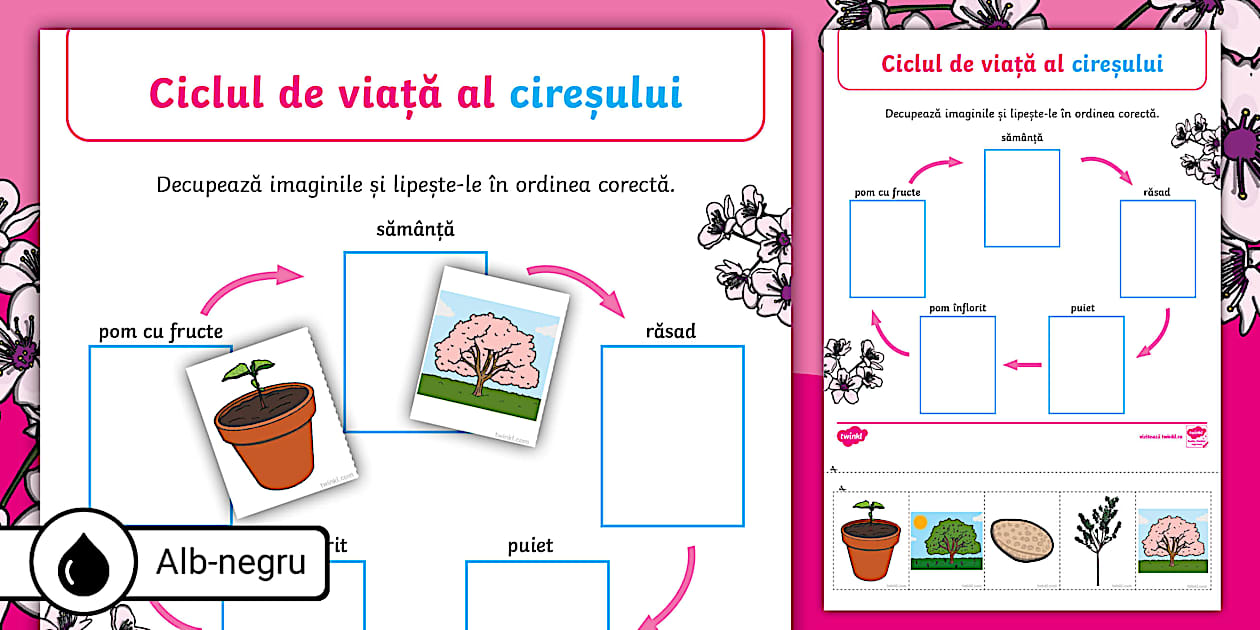 Ciclul de viață al cireșului – Fișă de activitate