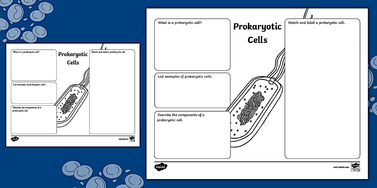 Prokaryotic Cell Mind Map Worksheet for 6th-8th Grade