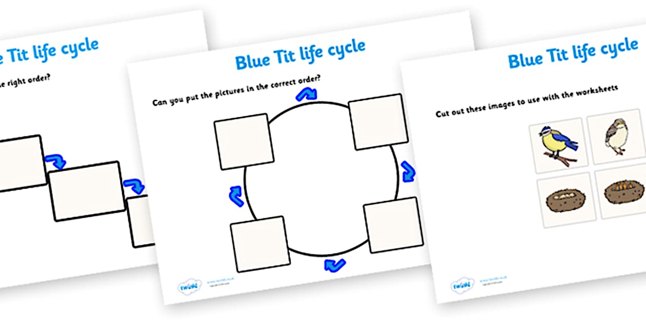 Blue Tit Life Cycle Worksheets (teacher made) - Twinkl