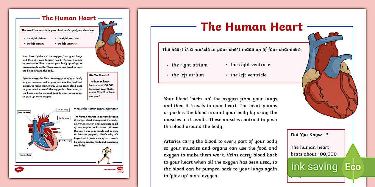 Human Heart Fact File (teacher made) - Twinkl
