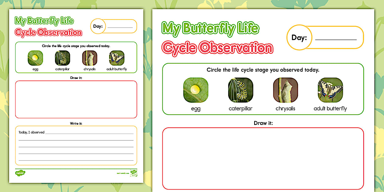 Early Childhood My Butterfly Life Cycle Observation Activity