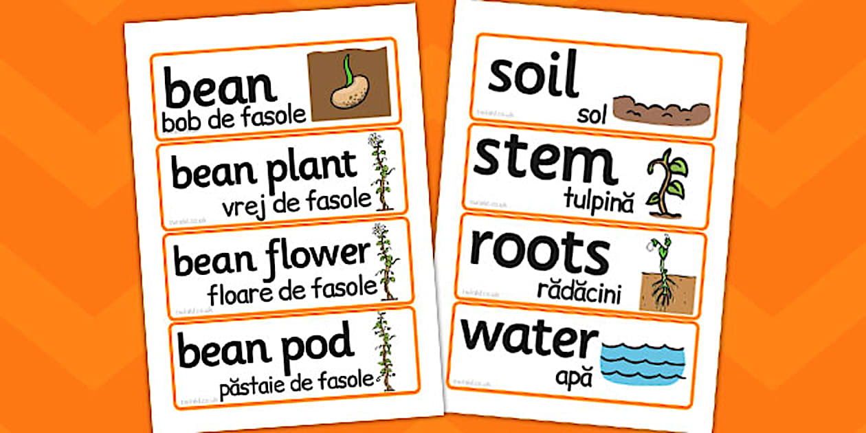Life Cycle of a Bean Word Cards Romanian Translation - romanian