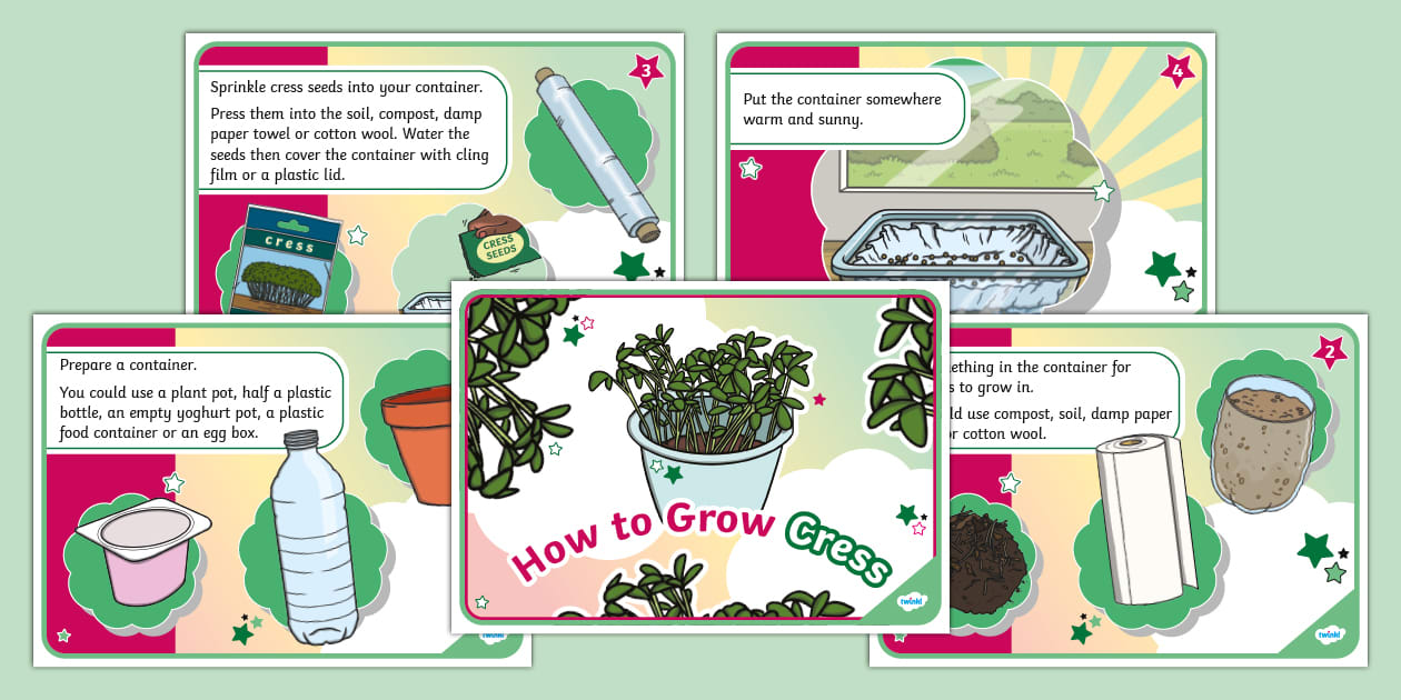 How to Grow Cress Display Posters - Twinkl - KS1 - Twinkl