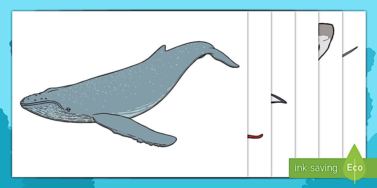 New Zealand Under the Sea Cut-Outs (teacher made) - Twinkl