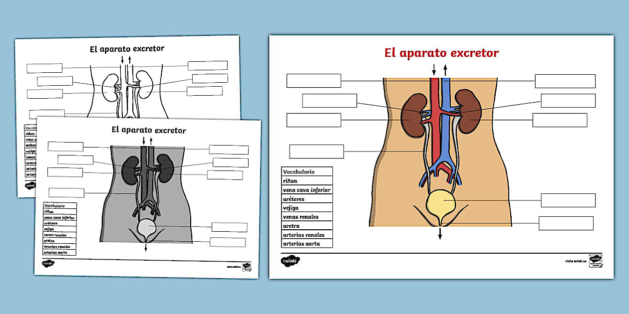 Ficha de actividad: Etiqueta el aparato excretor - Twinkl