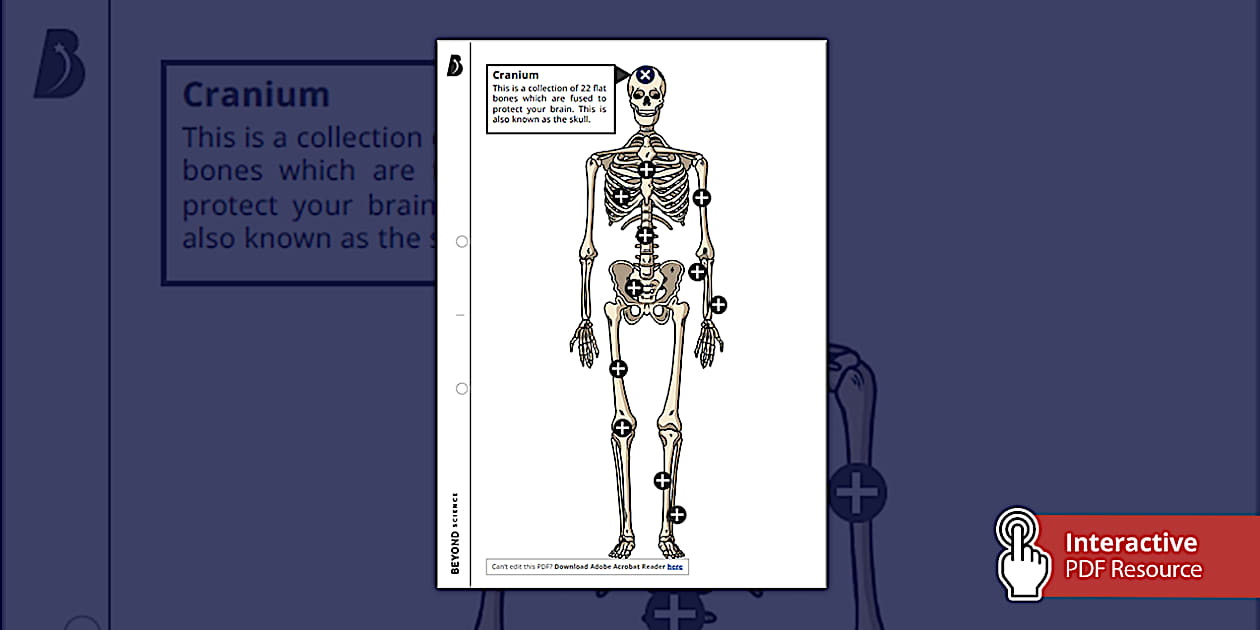 Interactive Skeleton Picture Hotspots | Biology | Beyond