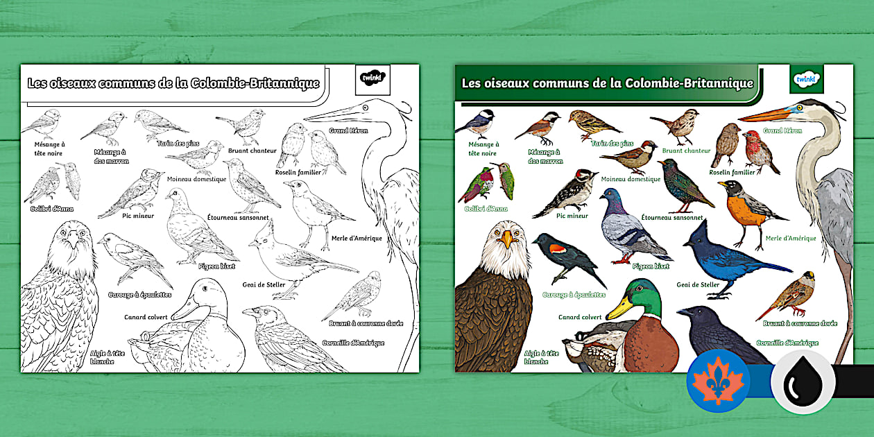 Common Birds of British Columbia French (teacher made)