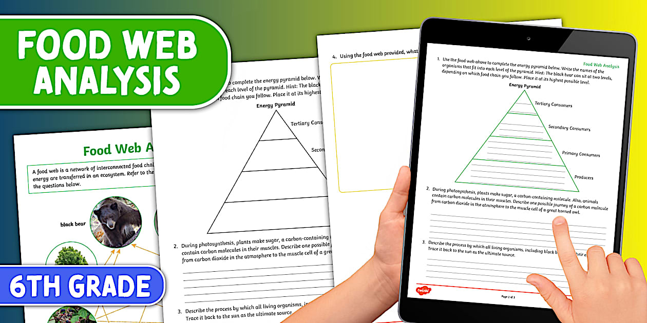 Sixth Grade Food Web Analysis Worksheet (professor feito)