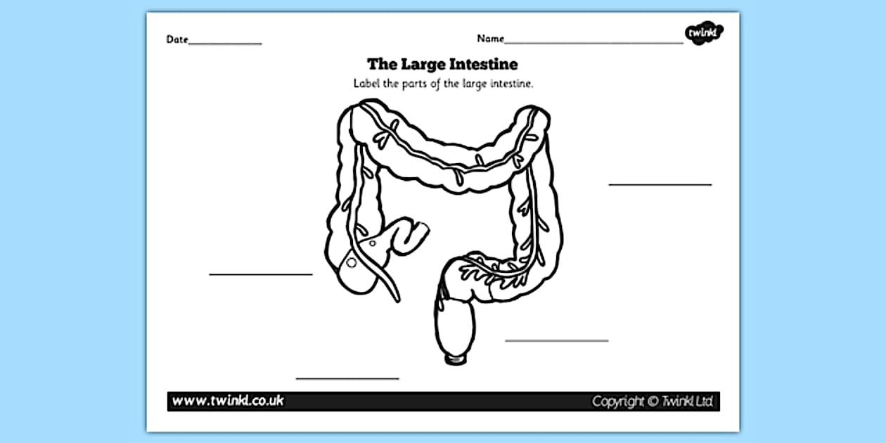 Large Intestine Diagram Labelling Worksheet (teacher made)