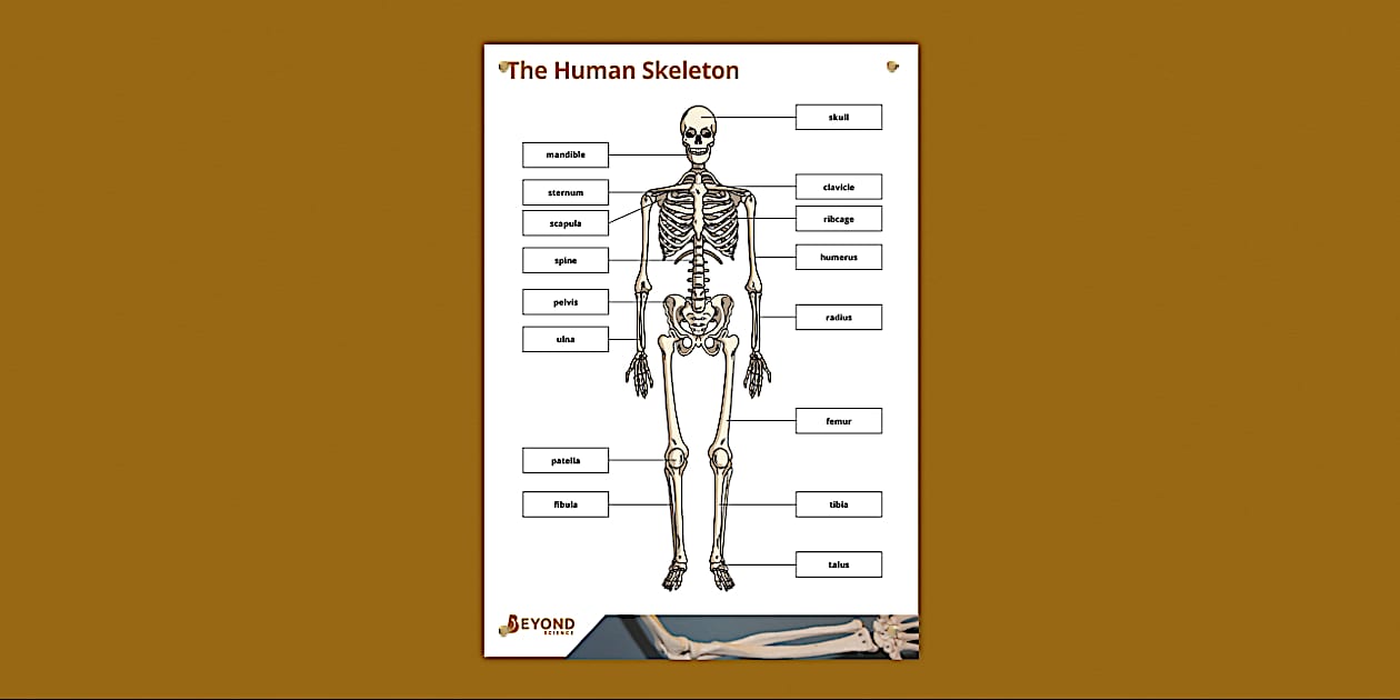 The Human Skeleton Poster | Beyond Science (teacher made)
