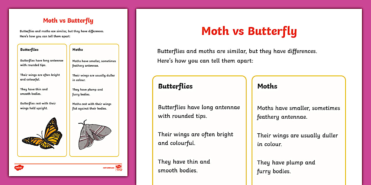 Butterfly vs Moth Fact Sheet (teacher made) - Twinkl