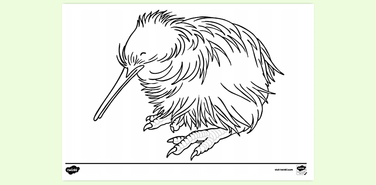 Kiwi Colouring | Colouring Page (Teacher-Made) - Twinkl