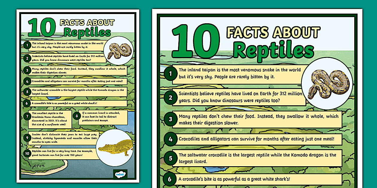 10 Facts About Reptiles Display Poster (l'enseignant a fait)