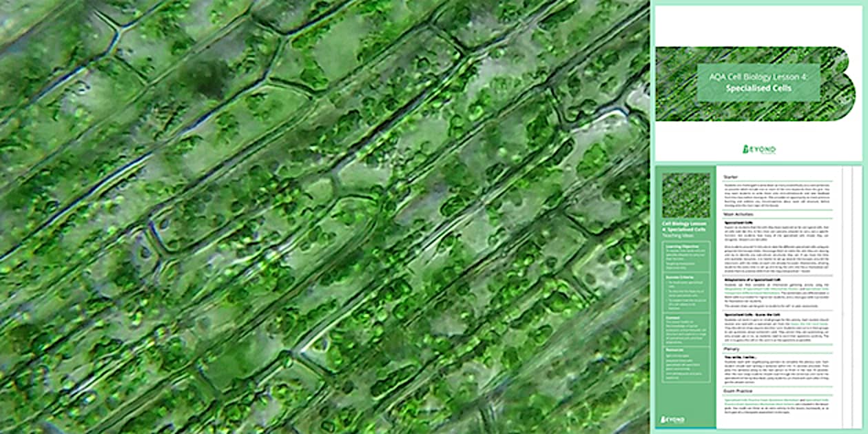 Editable AQA GCSE Cell Biology Lesson 4: Specialised Cells