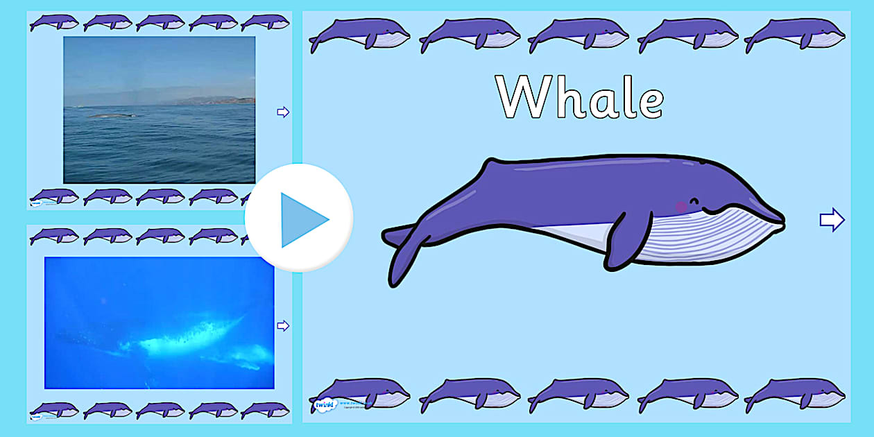 Under the Sea Whale Video PowerPoint (teacher made) - Twinkl