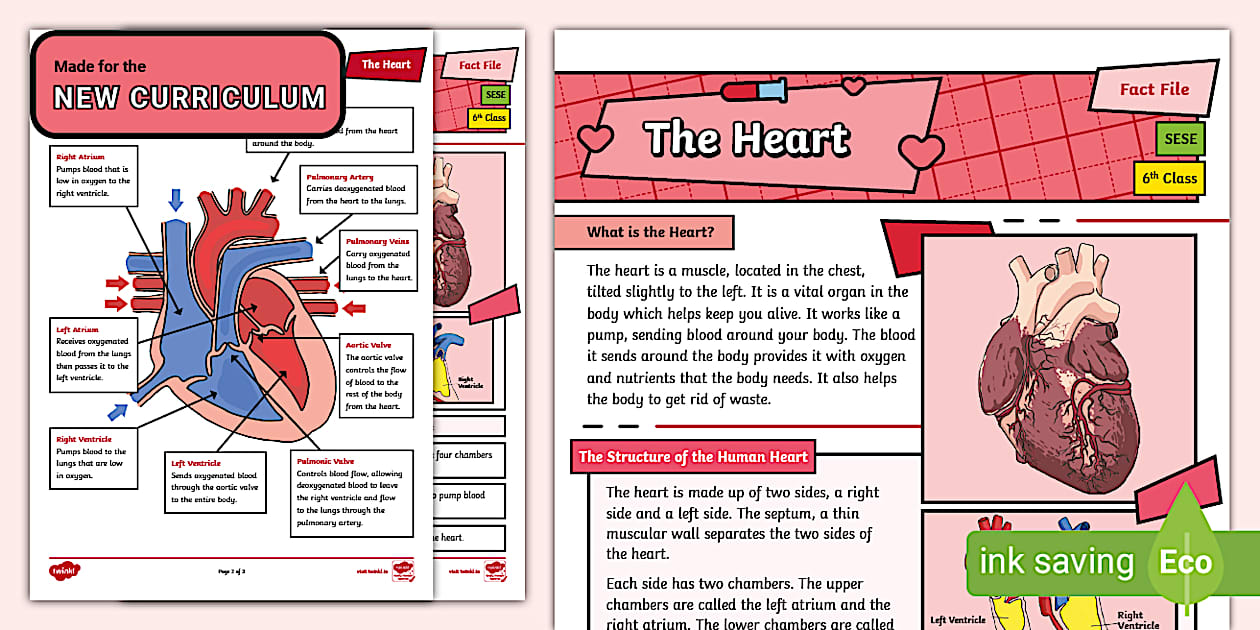Fact File The Human Heart (Hecho por educadores) - Twinkl