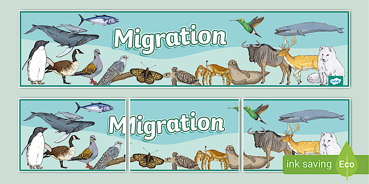 Migration Display Banner (teacher made) - Twinkl