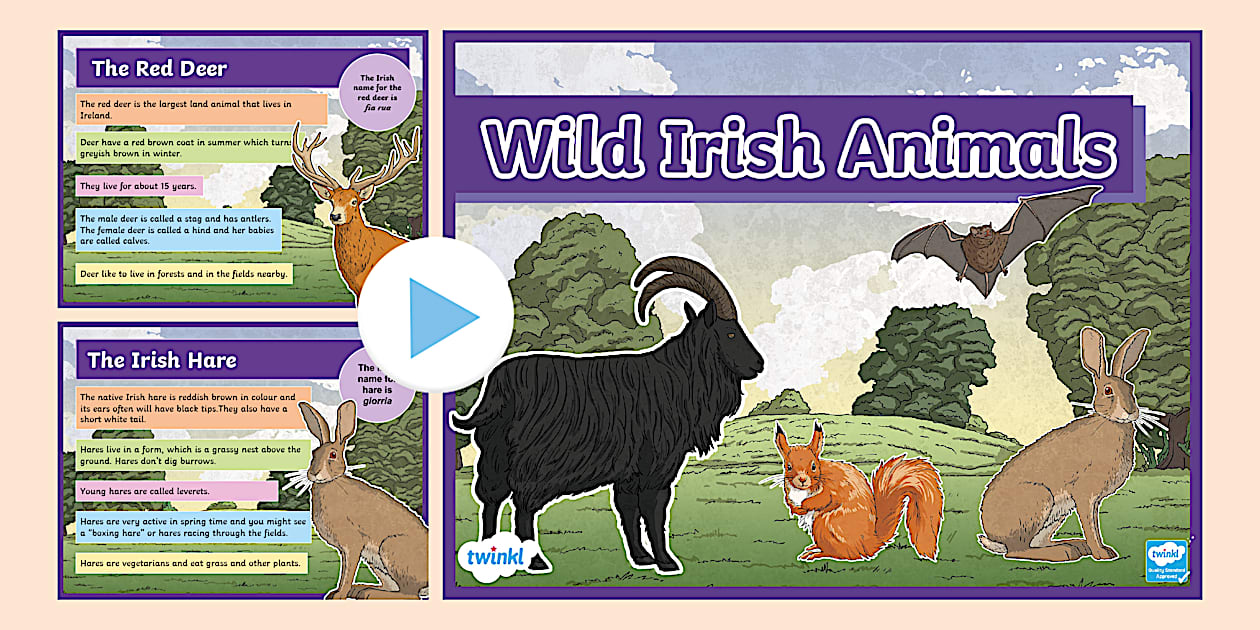 Wild Irish Animals PowerPoint (teacher made) - Twinkl