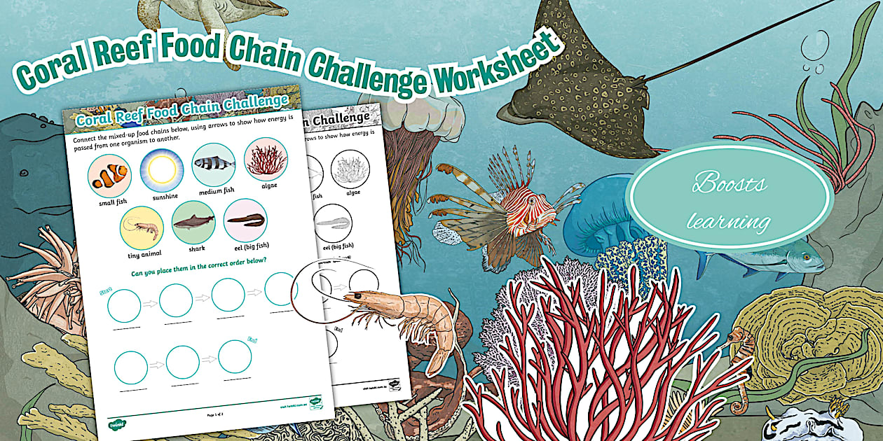 Coral Reef Food Chain Challenge Worksheet