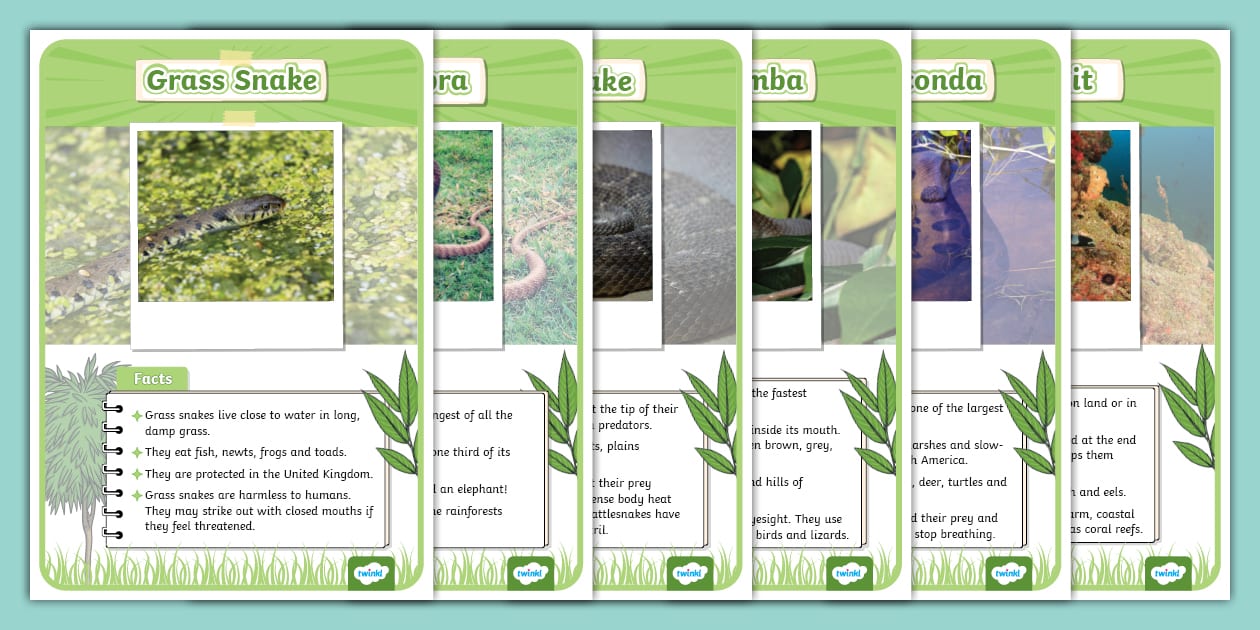 Snake Species Posters - Twinkl - KS1 (teacher made) - Twinkl