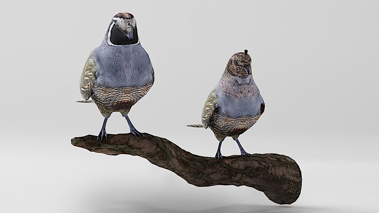 3D Model: Birds - California Quail (Teacher-Made) - Twinkl