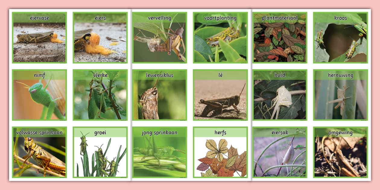 Die Lewensiklus van 'n Sprinkaan Woordkaarte - Twinkl