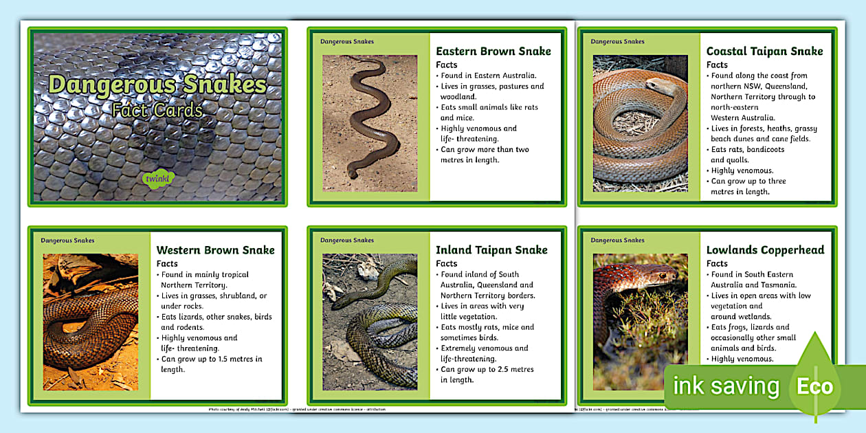 10 of Australia's Dangerous Snakes Fact Cards (teacher made)