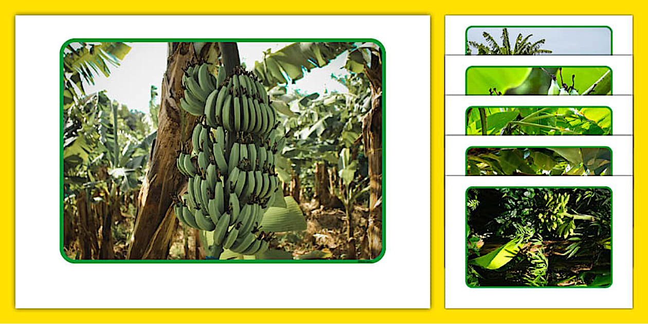 Banana Tree Display Photos (teacher made) - Twinkl